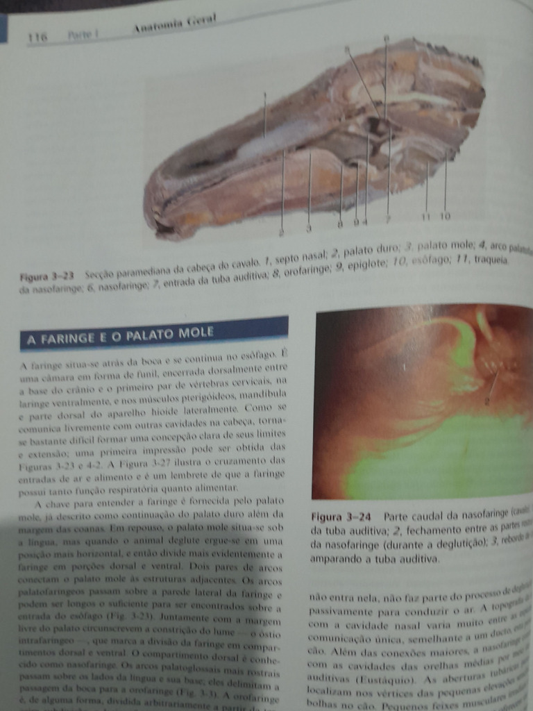 Palato Mole | PDF