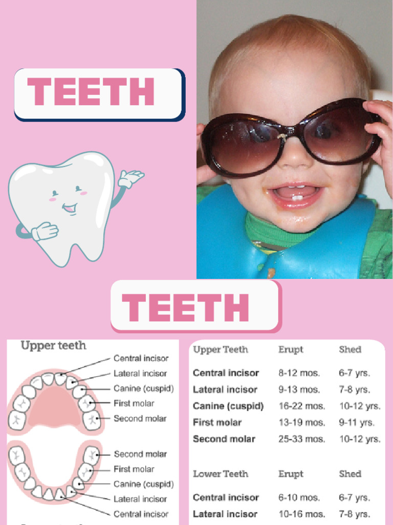 Teeth | PDF | Wellness