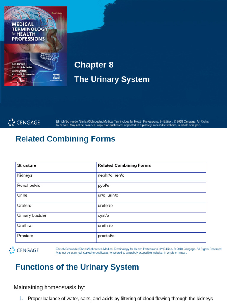 Medical Terminology 9 (Urinary System) 2 | PDF | Urinary System | Urine