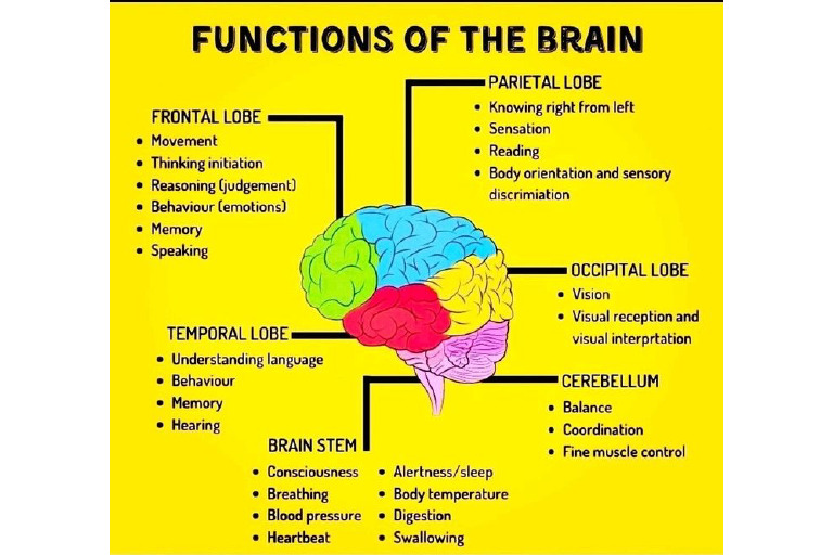 Function of The Brain | PDF