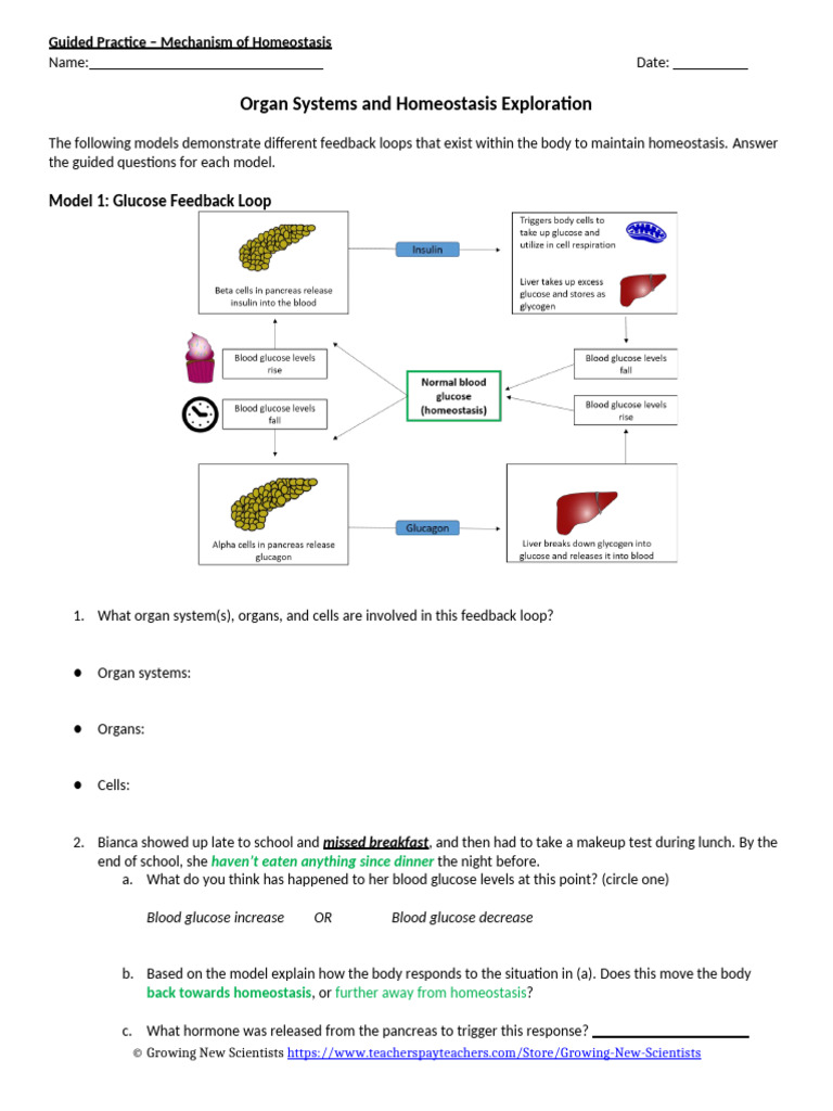 Guided Inquiry Feedback Loops | PDF | Homeostasis | Glucose