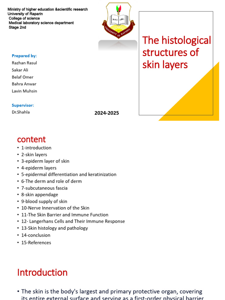 Histological Structures of Skin Layers | PDF | Skin | Epidermis