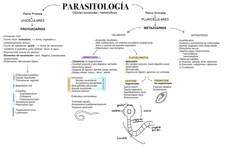 Mapa Parásitos ?? | PDF | Microbiología | Parasitología
