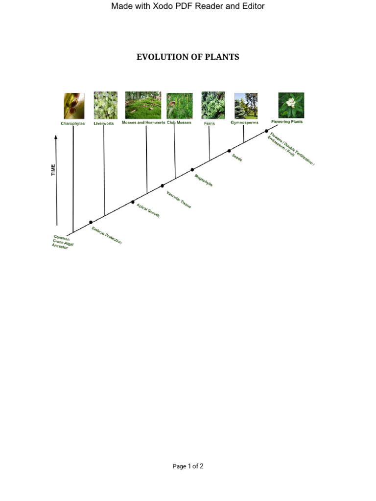 Plant Taxonomy Notes Poaceae Inclusive | PDF | Fertilisation | Seed