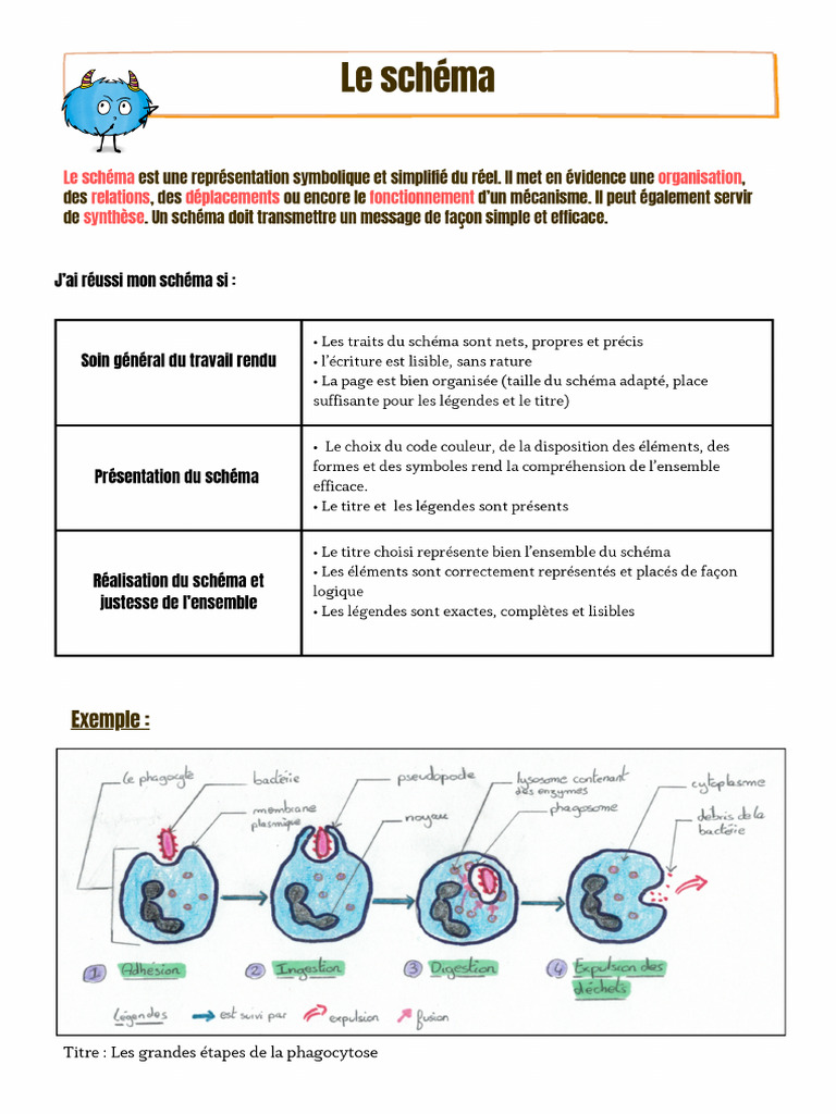 Le Schema en SVT | PDF