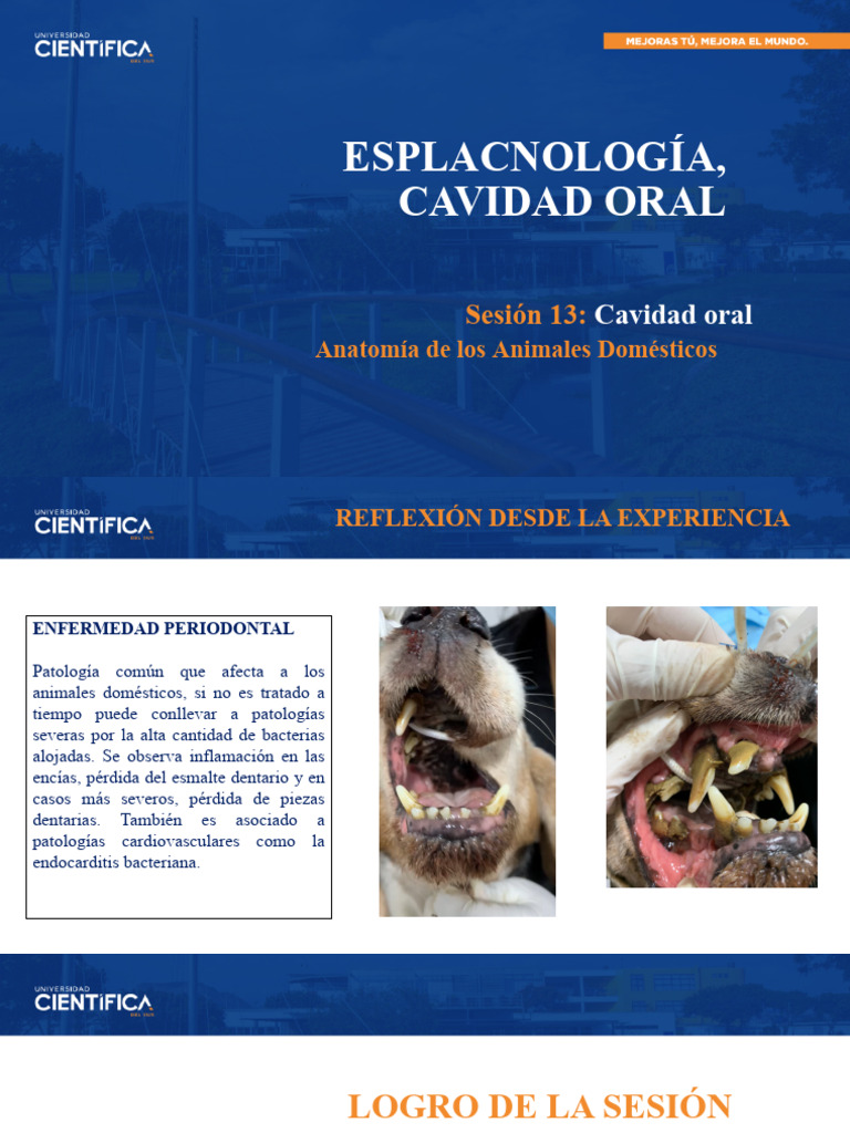 Sesion 13. Cavidad Oral, Dientes, Cavidad Bucal, Paladar y Lengua-1 ...