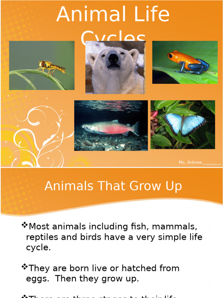 AmazingAnimalLifeCycles 1 | PDF | Pupa | Frog