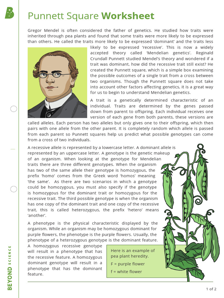 Au SC 1688867529 Punnett Squares Worksheet | PDF | Genotype | Dominance ...