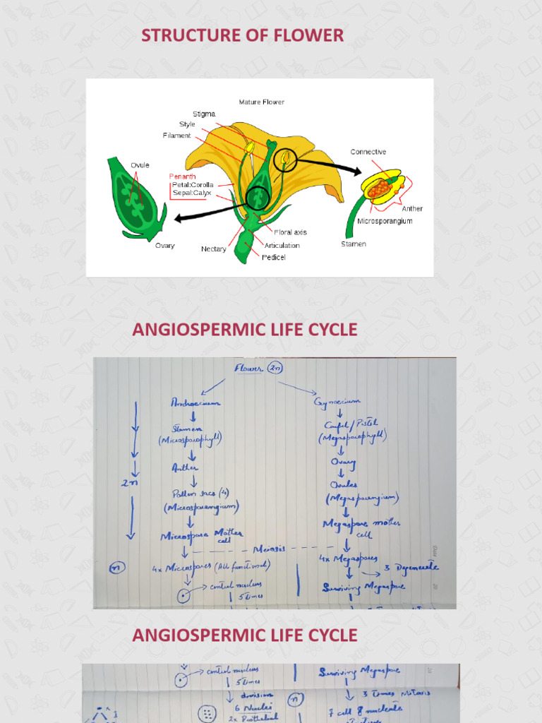 Plant Physiology | PDF | Science & Mathematics