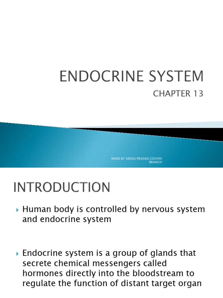 13.ENDOCRINE SYSTEM | PDF | Endocrine System | Pancreas