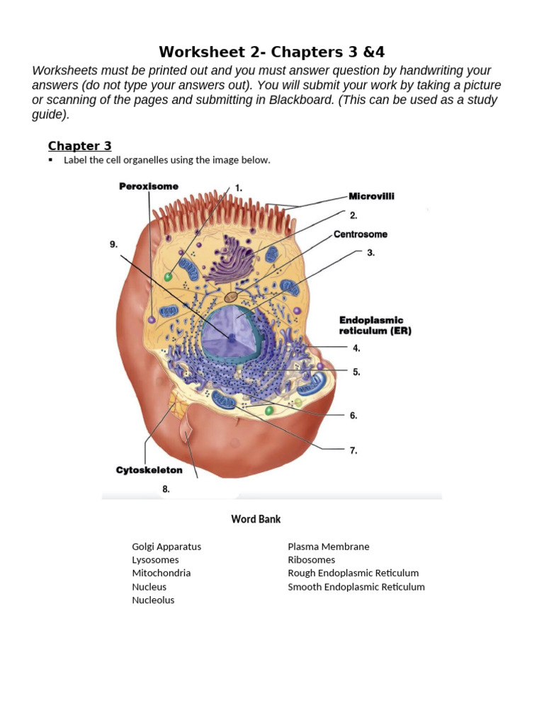 BSC2085 Worksheet 2 - Chapters 3 &4 | PDF | Epithelium | Mitosis