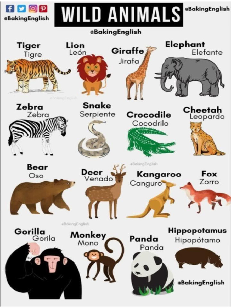 Animales Salvajes en Ingles | PDF
