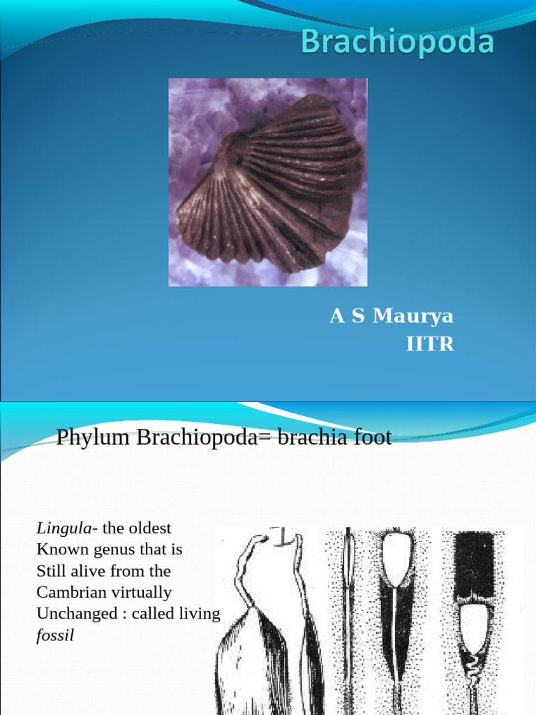 Living Brachiopods and Their Anatomy | PDF | Paleozoic First ...