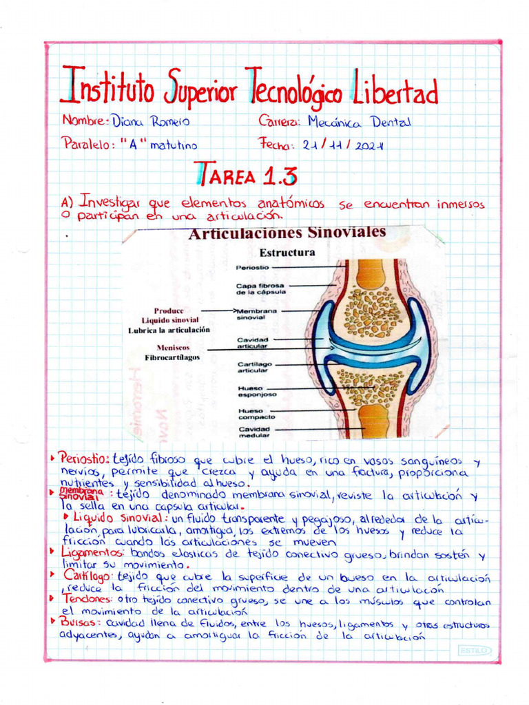 Tarea 1.3 - Anatomia-MDPM27A-Diana Romer | PDF