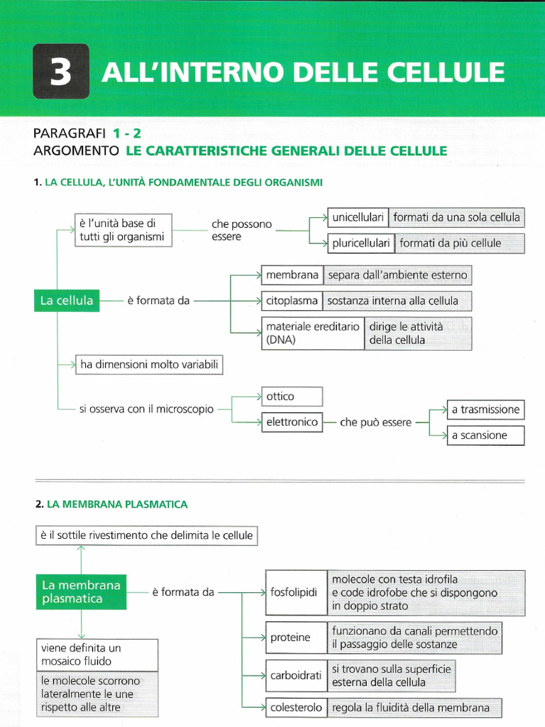 Mappe Sulla Cellula Eucariote e Procariote | PDF