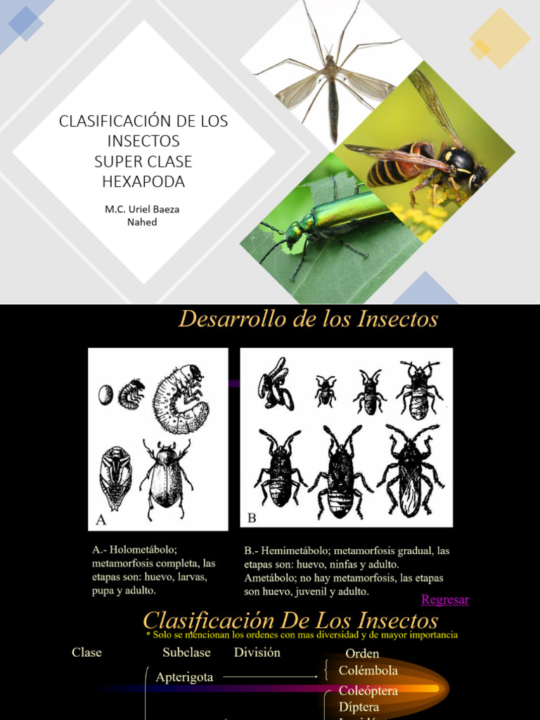 Clasificación de Insectos Hexapoda | PDF