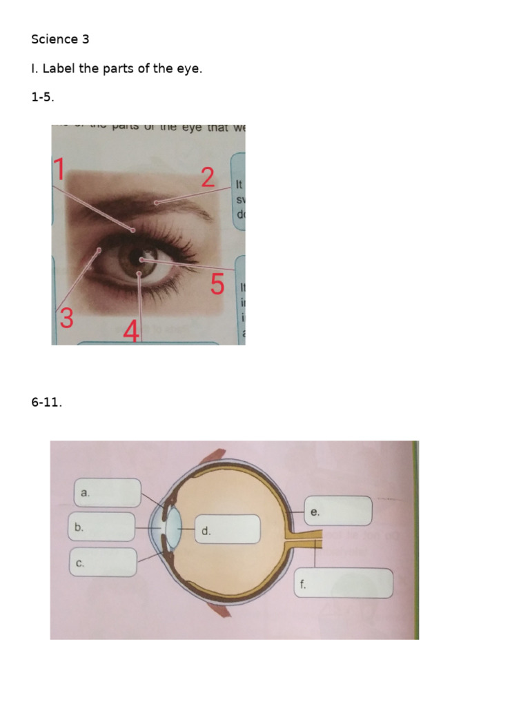Science 3 - Eyes | PDF | Eye | Retina