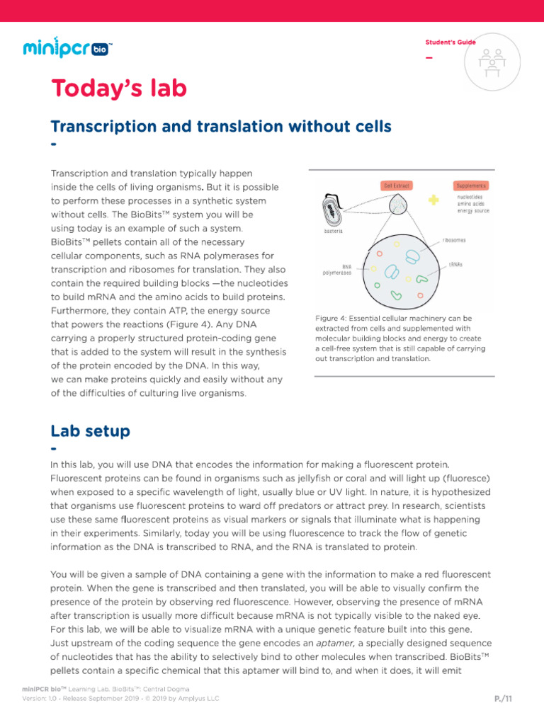 3.6 Cell Free TXTL Protocol Handout 2024 | PDF
