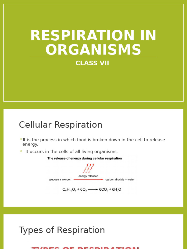 Respiration in Organisms Part1 | PDF | Cellular Respiration | Breathing