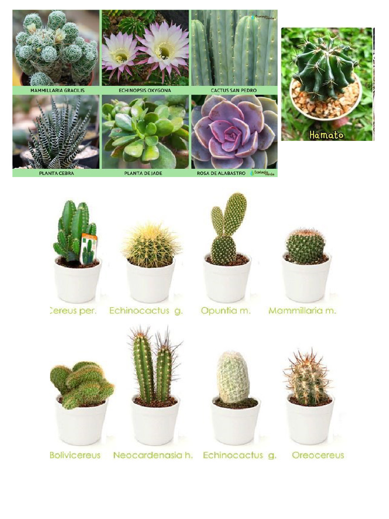 Cactus | PDF