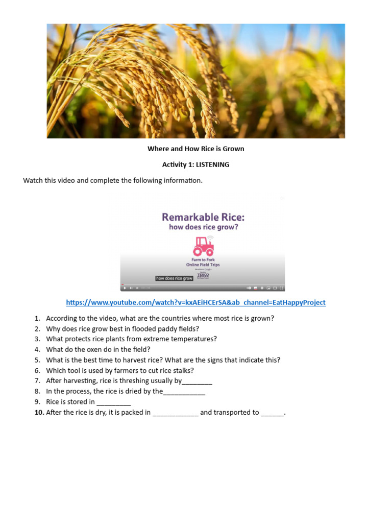 Global Rice Cultivation Overview | PDF | Rice | Paddy Field