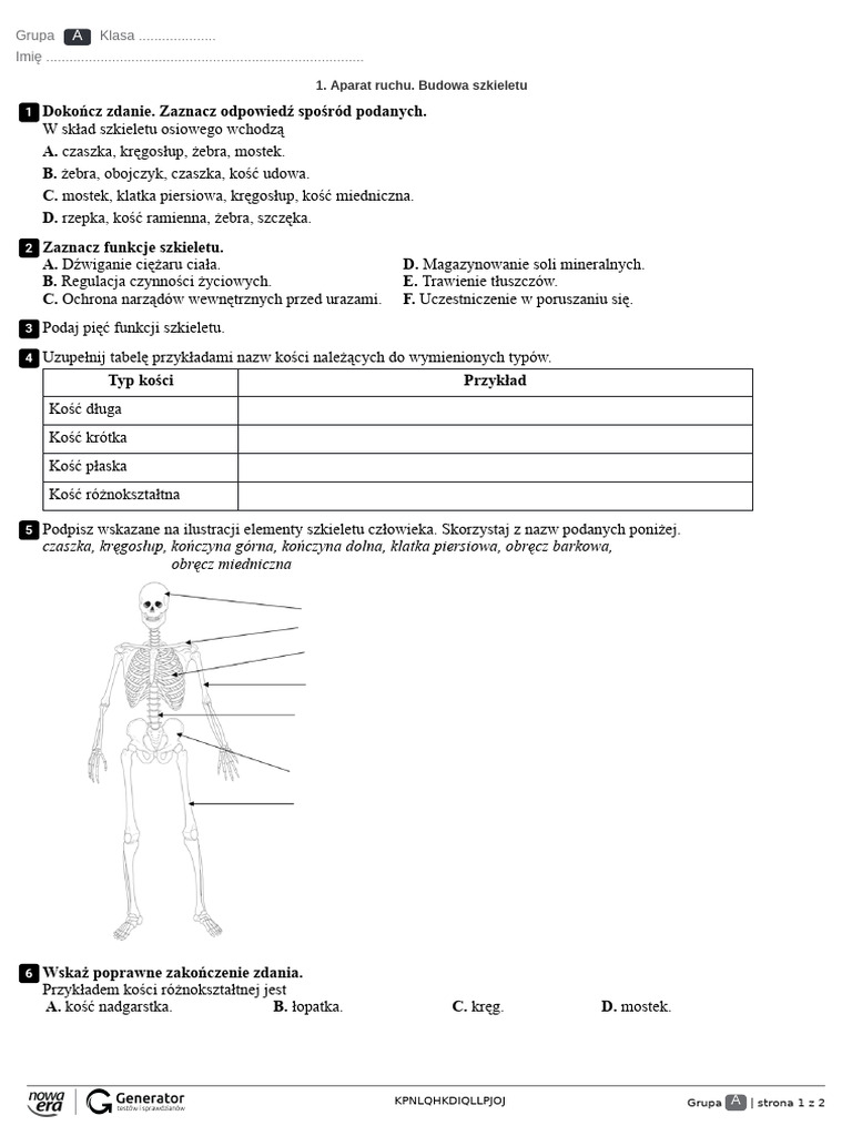 Aparat Ruchu. Budowa Szkieletu Test (Bez Widocznej Punktacji) | PDF