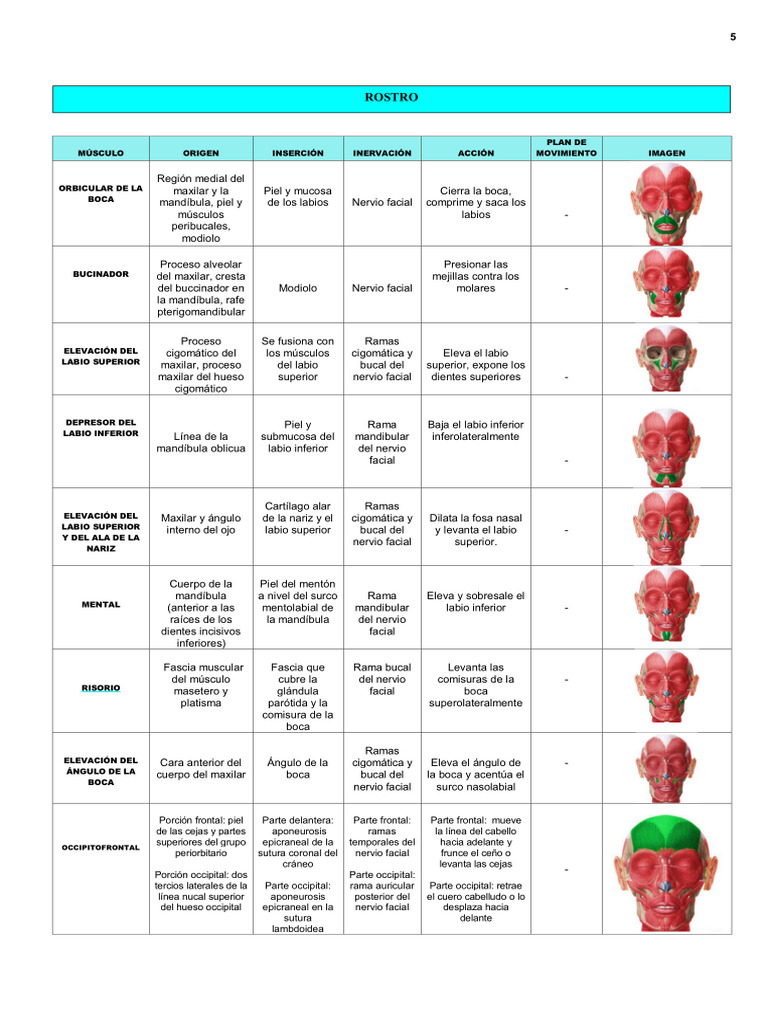 Tabla de Músculos | PDF