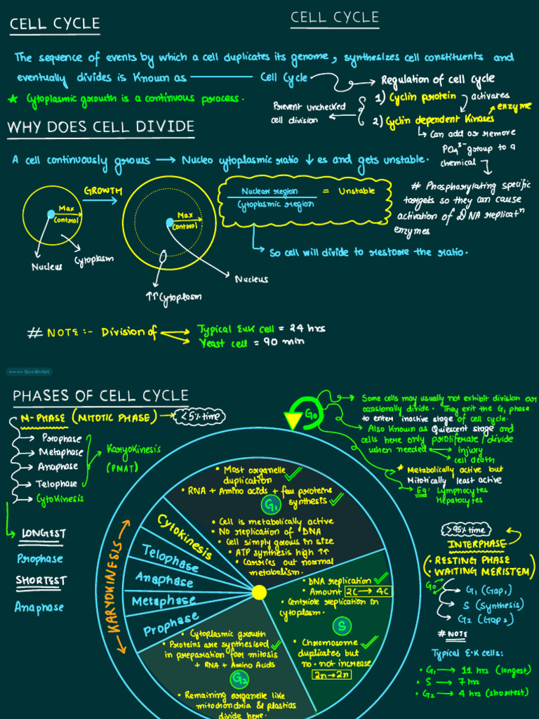 Cell Division and the Cell Cycle | PDF | Cell Cycle | Mitosis