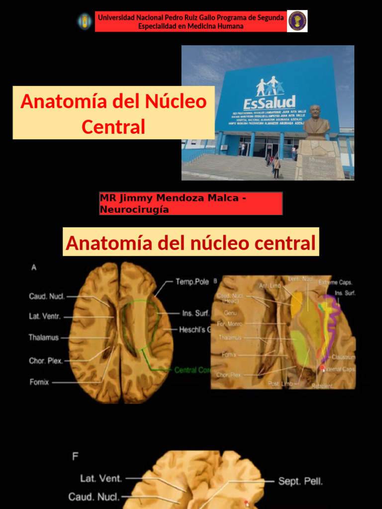 Anatomía Del Nucleo Central | PDF