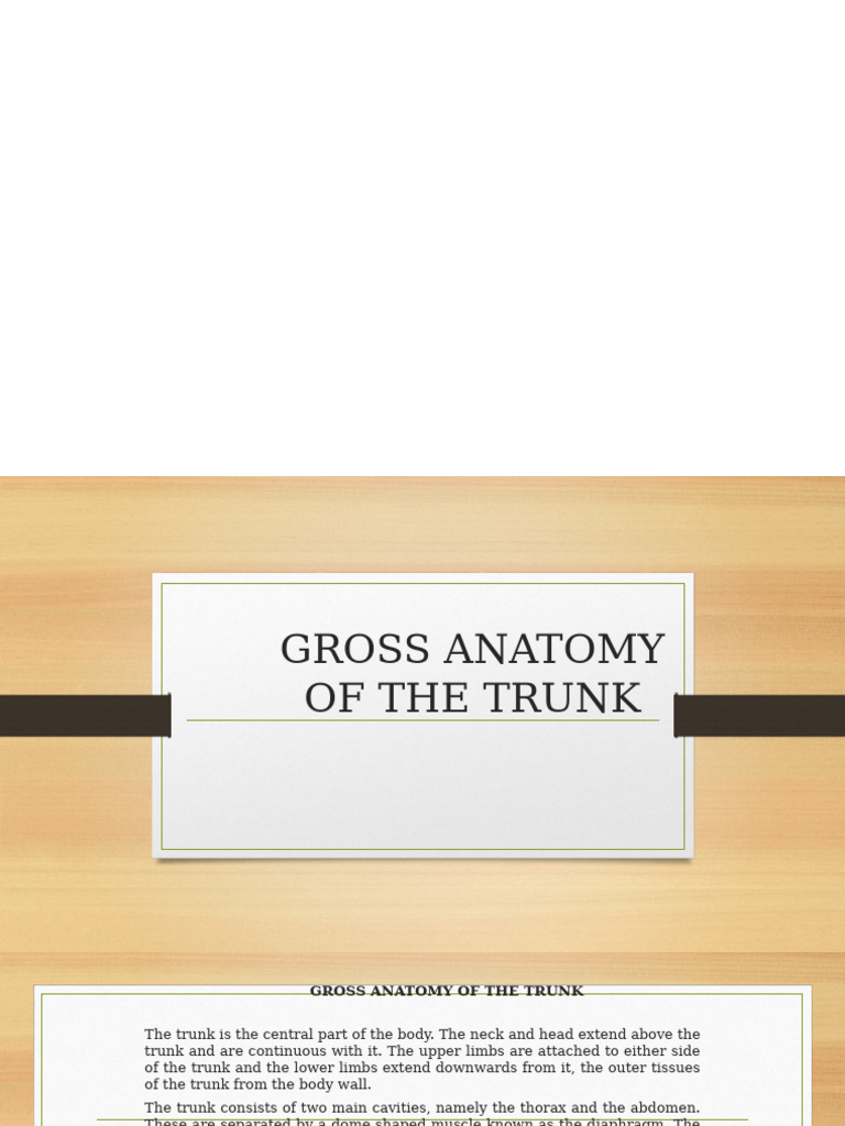 Gross Anatomy of The Trunk | PDF | Abdomen | Thorax