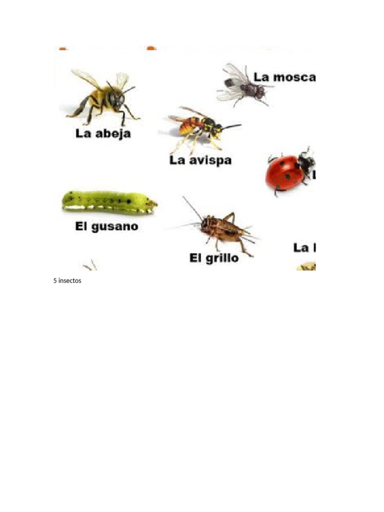 5 Insectos | PDF