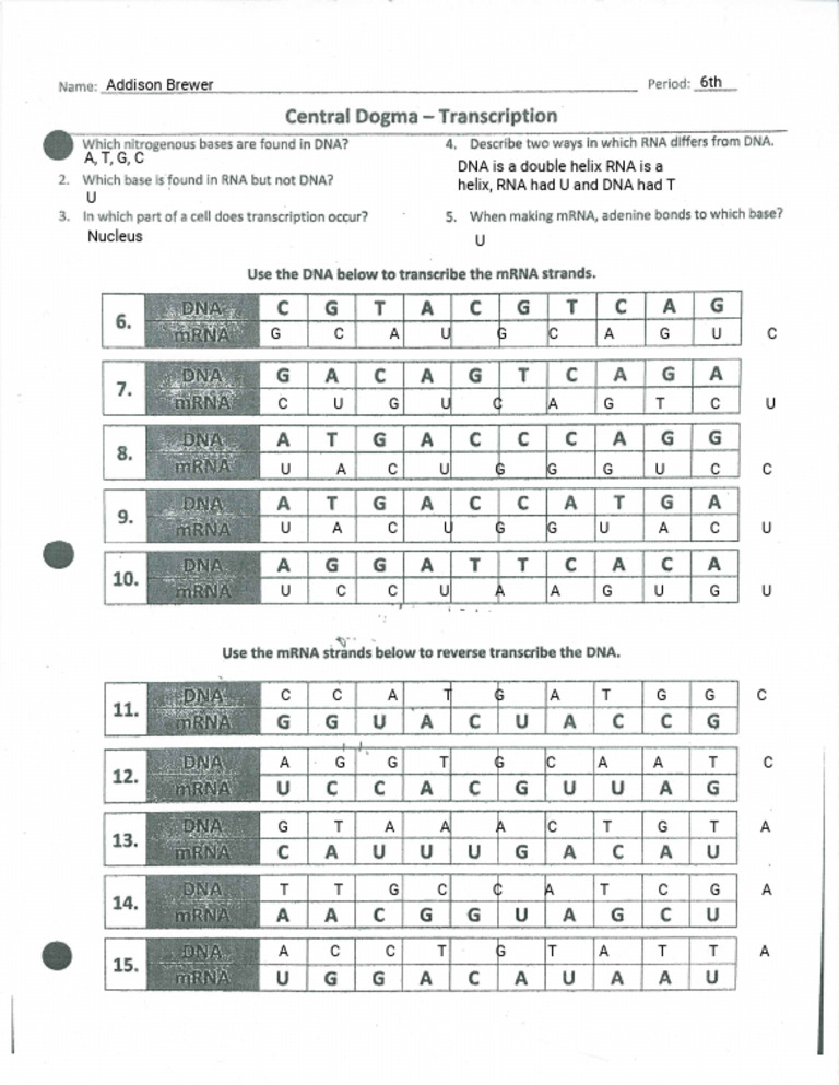 Central Dogma - Transcription | PDF