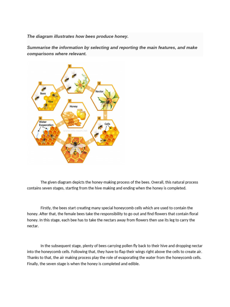 The Diagram Illustrates How Bees Produce Honey | PDF