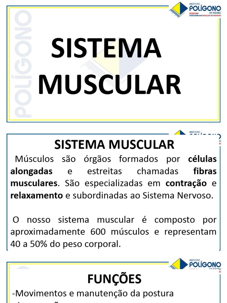 Sistema Muscular Teams 2 | PDF | Músculo | Corpo humano