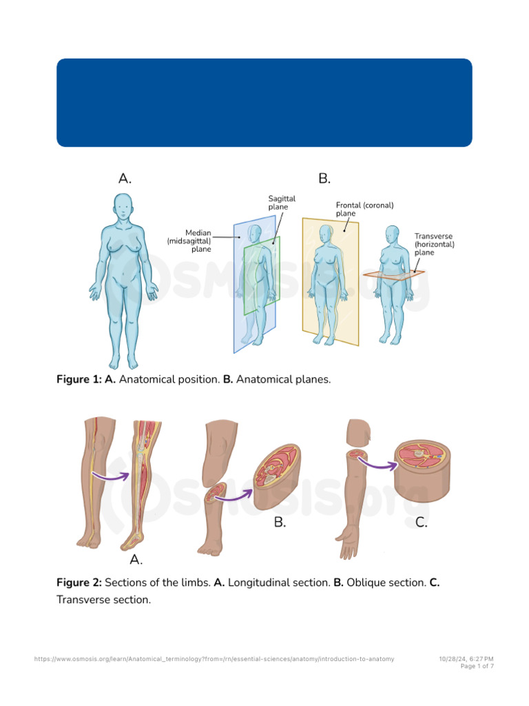 Anatomical Terminology - Video, Causes, & Meaning - Osmosis | PDF ...