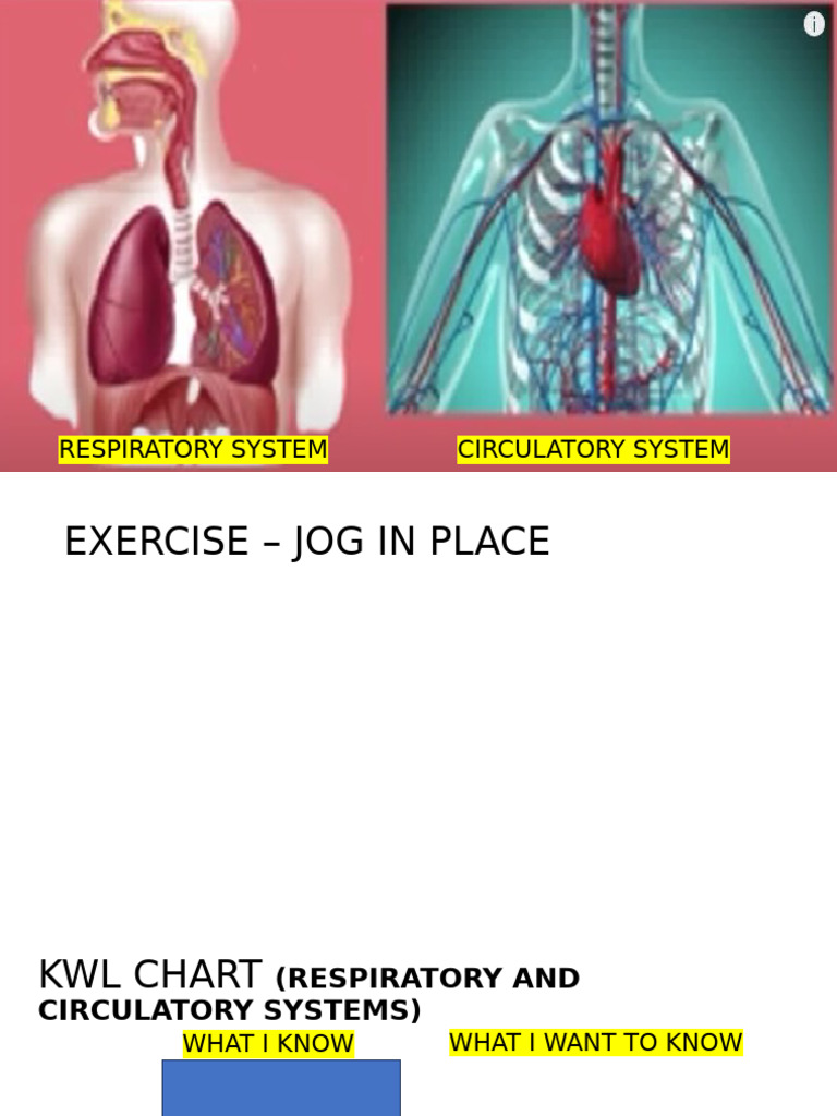 Respiratory & Circulatory Systems Activity | PDF | Science & Mathematics