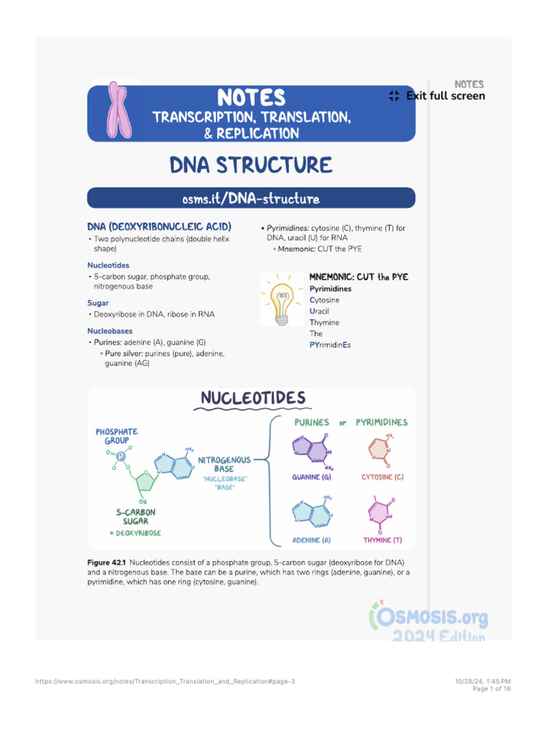 Transcription Translation and Replication Notes - Diagrams ...