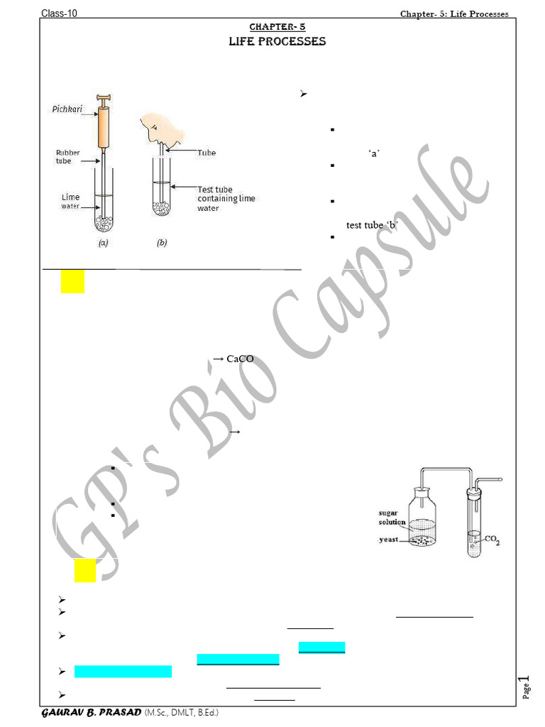 Chap - 05 - LIFE PROCESSESS - Respiration-1 | PDF | Cellular ...