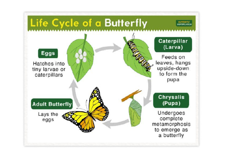 Butterfly Life Cycle | PDF