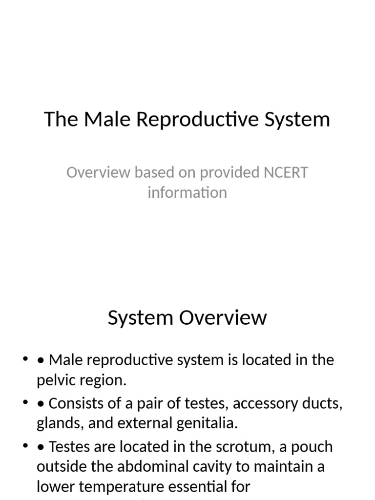 Male Reproductive System Presentation Updated | PDF