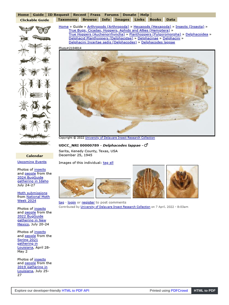 Bugguide Net Node View 2104814 | PDF | Social Science | Home & Garden