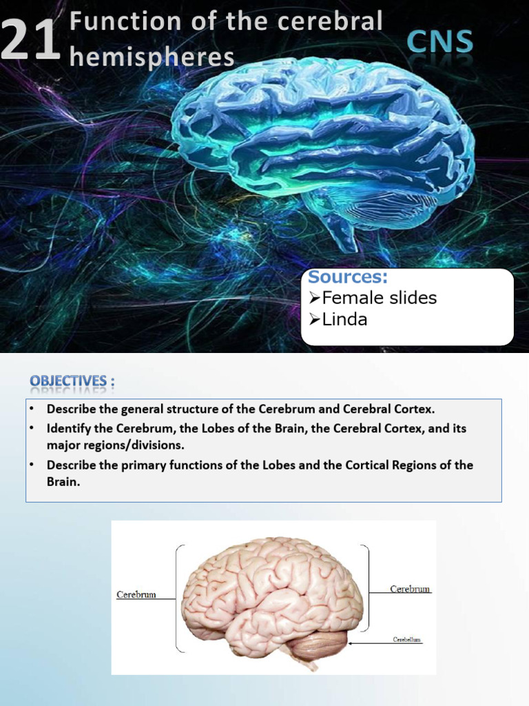 L21 Cerebrum Function | PDF | Cerebrum | Brainstem