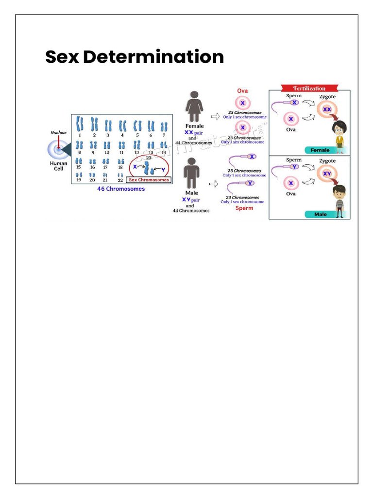 Sex Determination Pdf Social Science Science And Mathematics