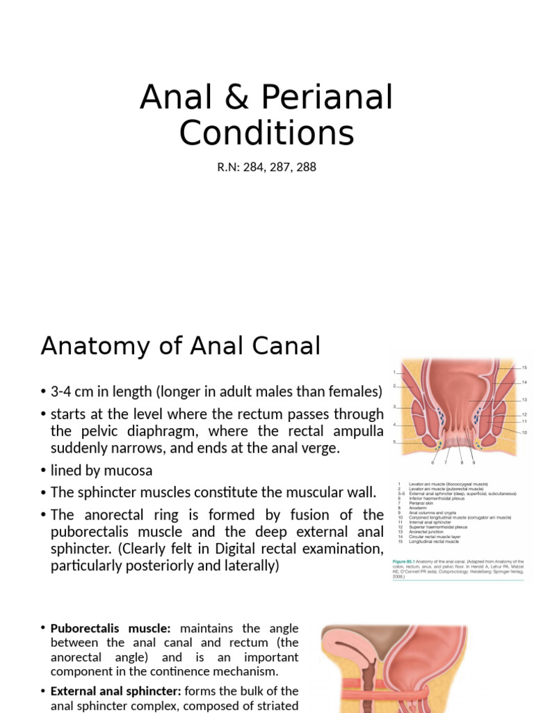 Anal and Perianal Conditons | PDF | Rectum | Pelvis