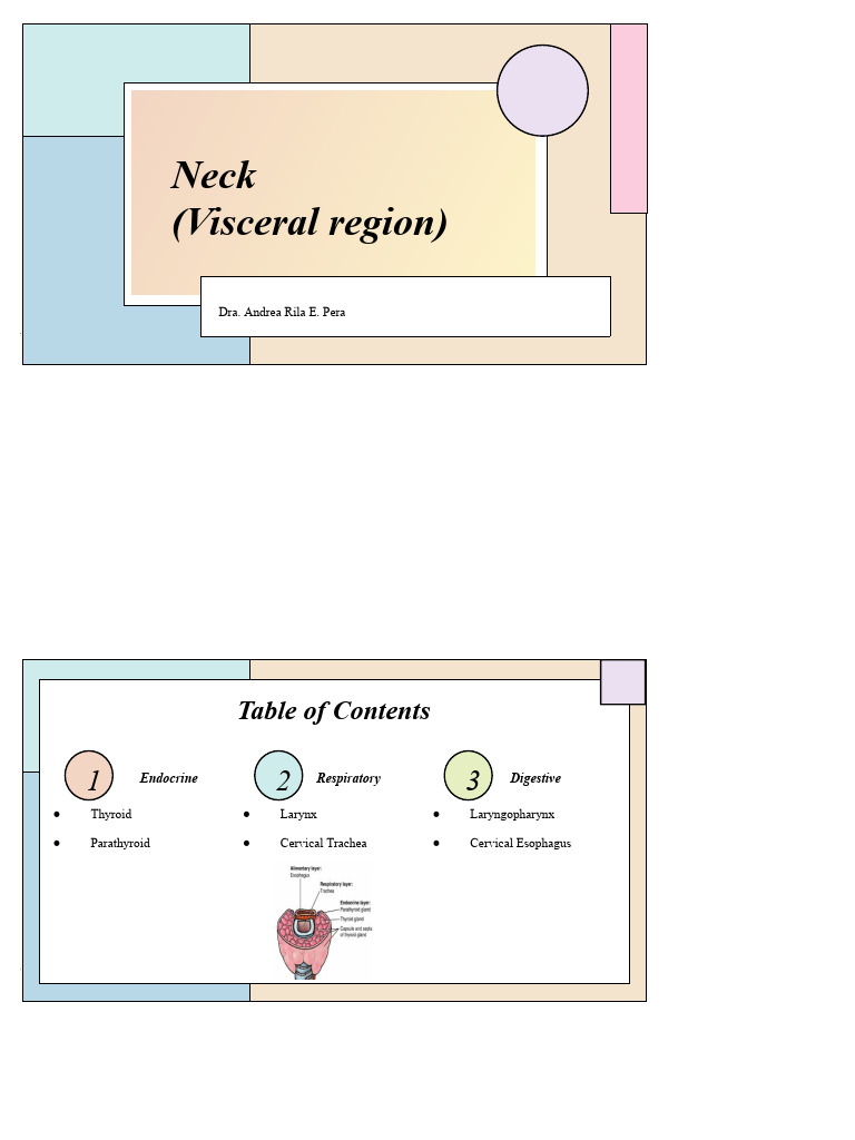 Neck (Visceral Region) : Dra. Andrea Rila E. Pera | PDF | Larynx ...