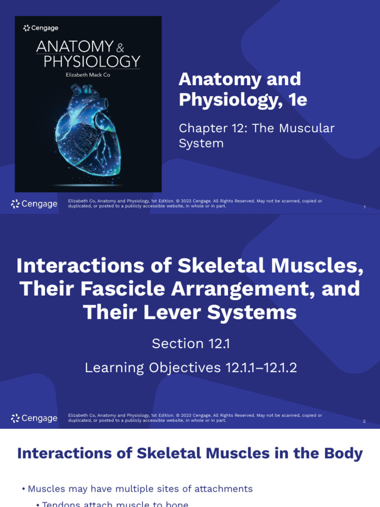 Muscular System | PDF | Abdomen | Anatomical Terms Of Motion