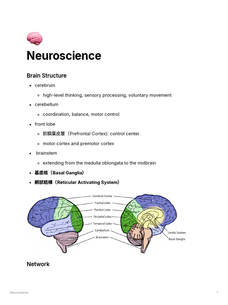 Neuroscience | PDF | Brain | Neuroscience