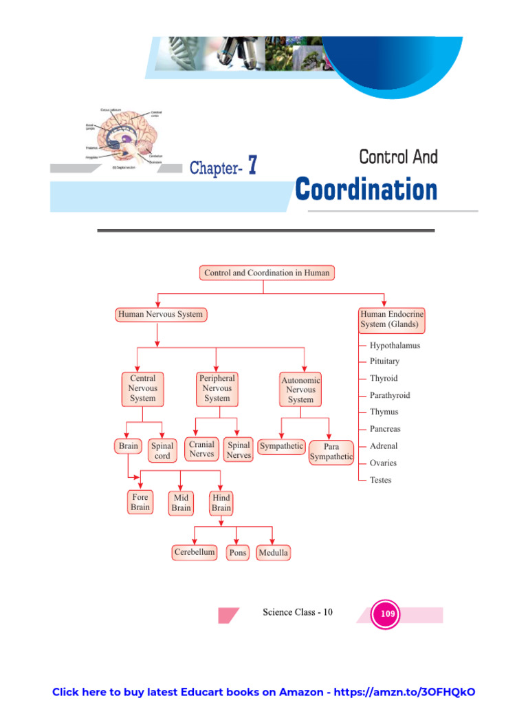 Chapter 7 Control and Coordination | PDF | Neuron | Anatomy
