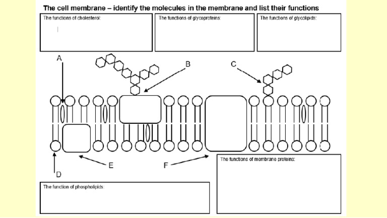 Student Sheet Membrane Structure | PDF