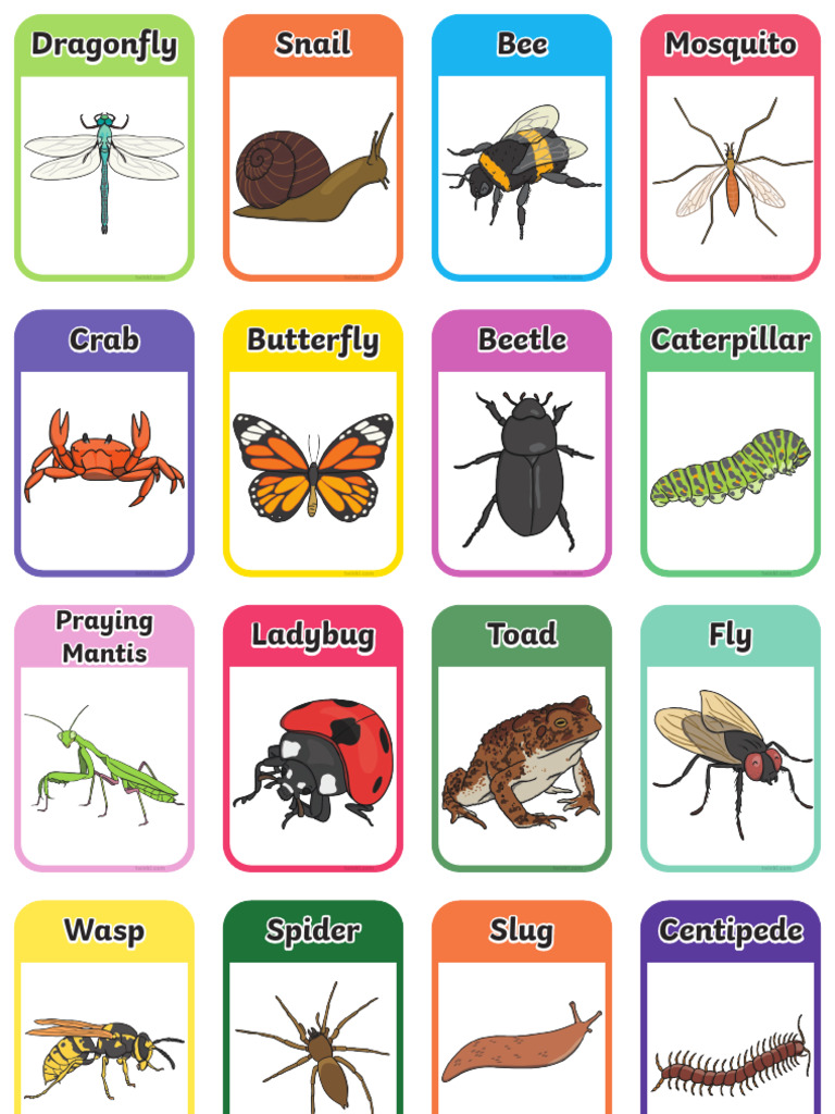 Insects | PDF